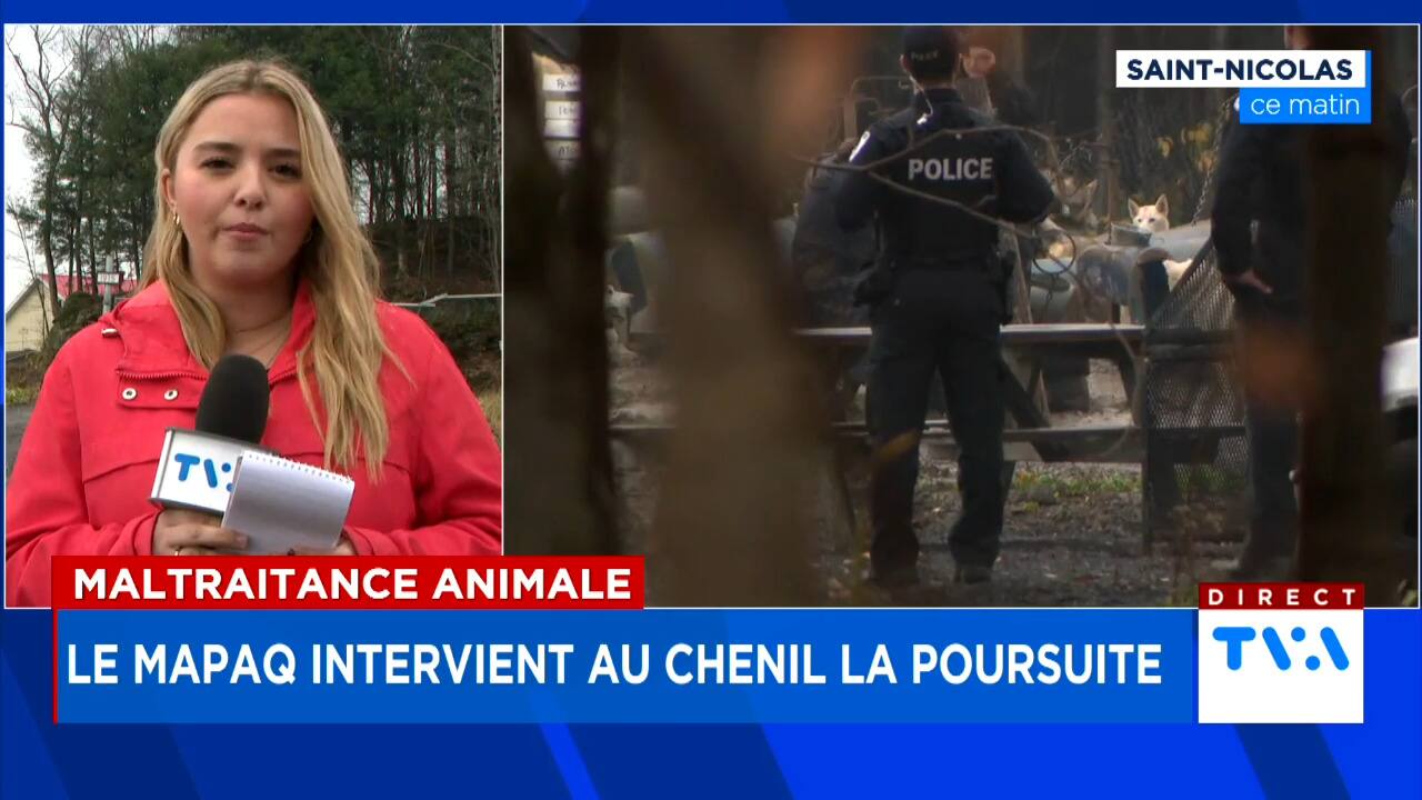 Intervention du MAPAQ au Chenil La Poursuite - explications 12h Québec ...
