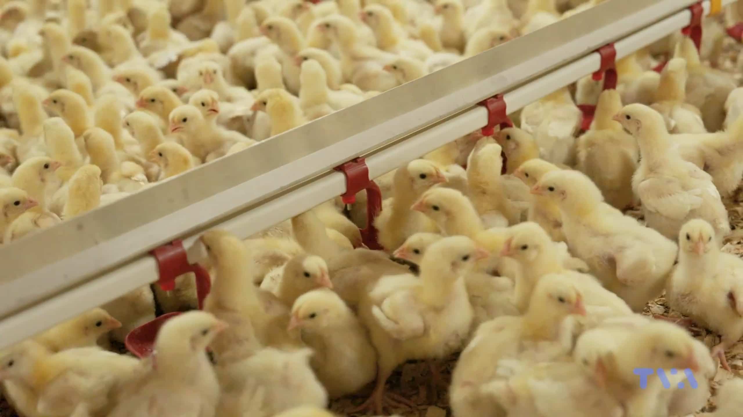 La Ferme Avicole A.Benoit | Arrive en campagne | TVA | TVA+ | TVA+