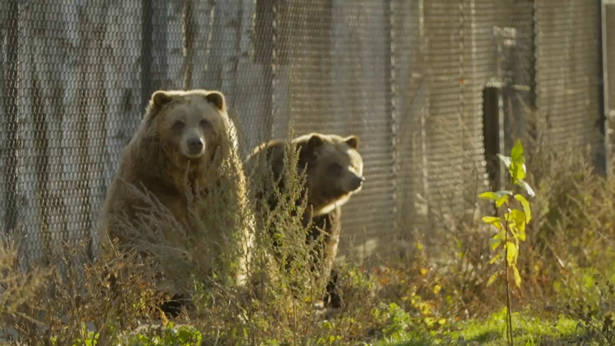 Entre plaisirs et dangers | Un zoo pas comme les autres | TVA | TVA+